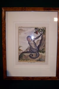 Monkeys by Buffon | 18th Century Engravings | Anne Hall Antique Prints