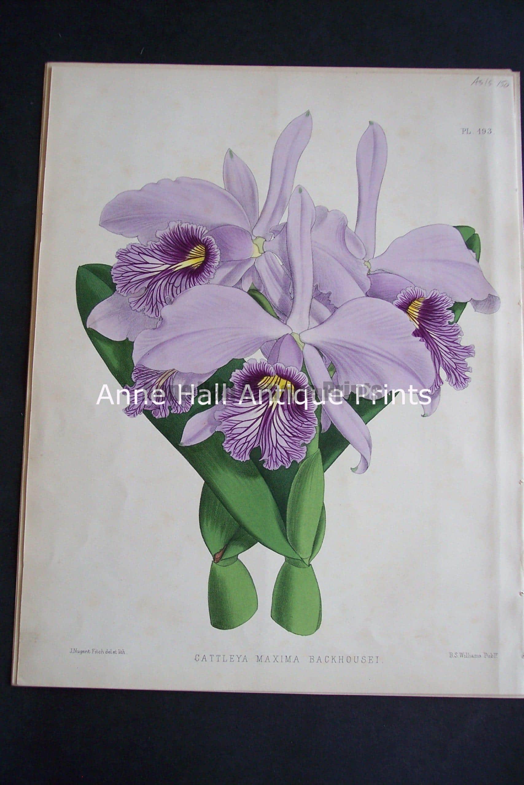 Orchids from Warner's Orchid Album-Oncidium, Dendrobium & Cattleya