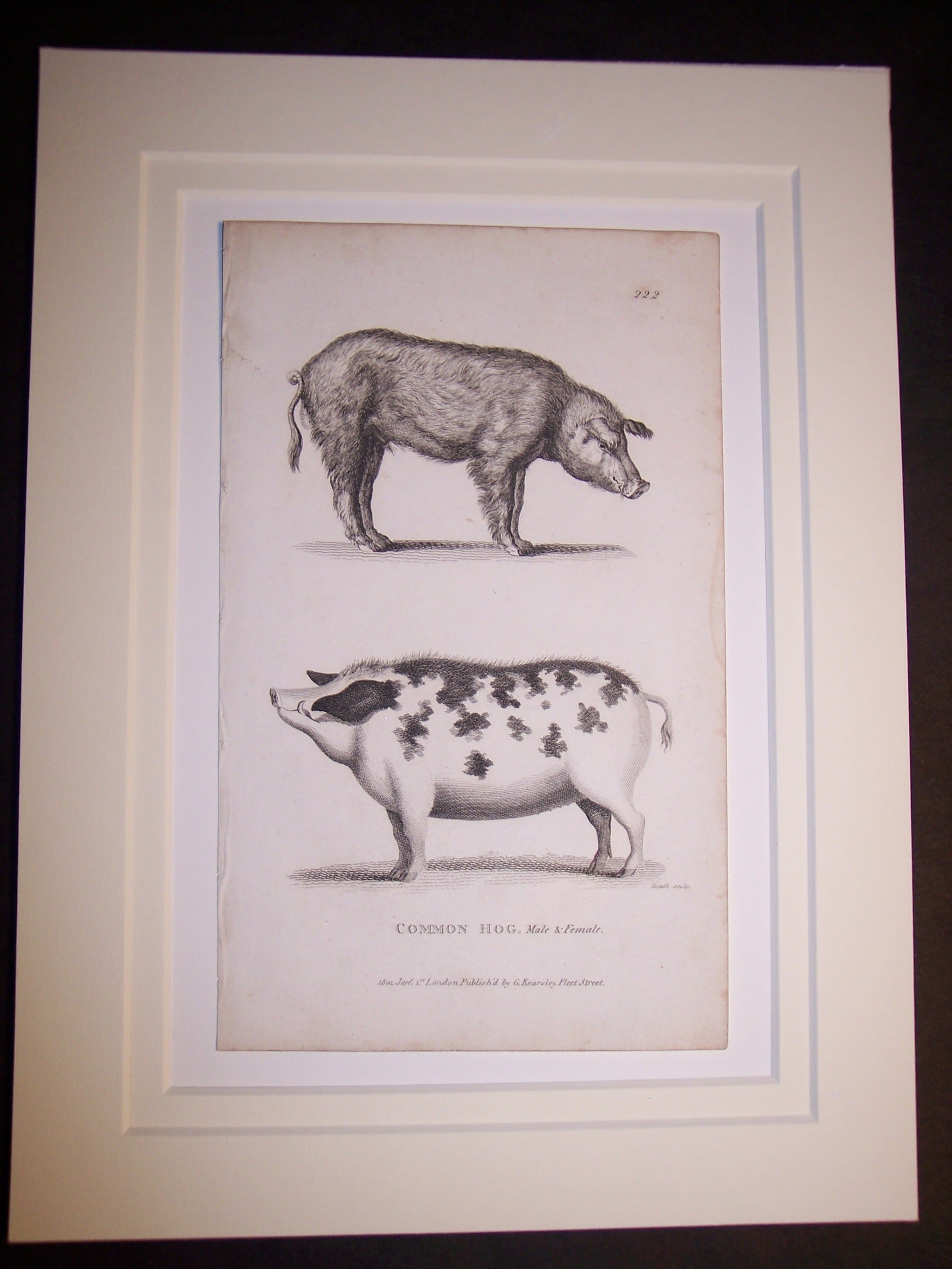 6102 Antique print of pigs from c.1800. - Anne Hall Antique Prints