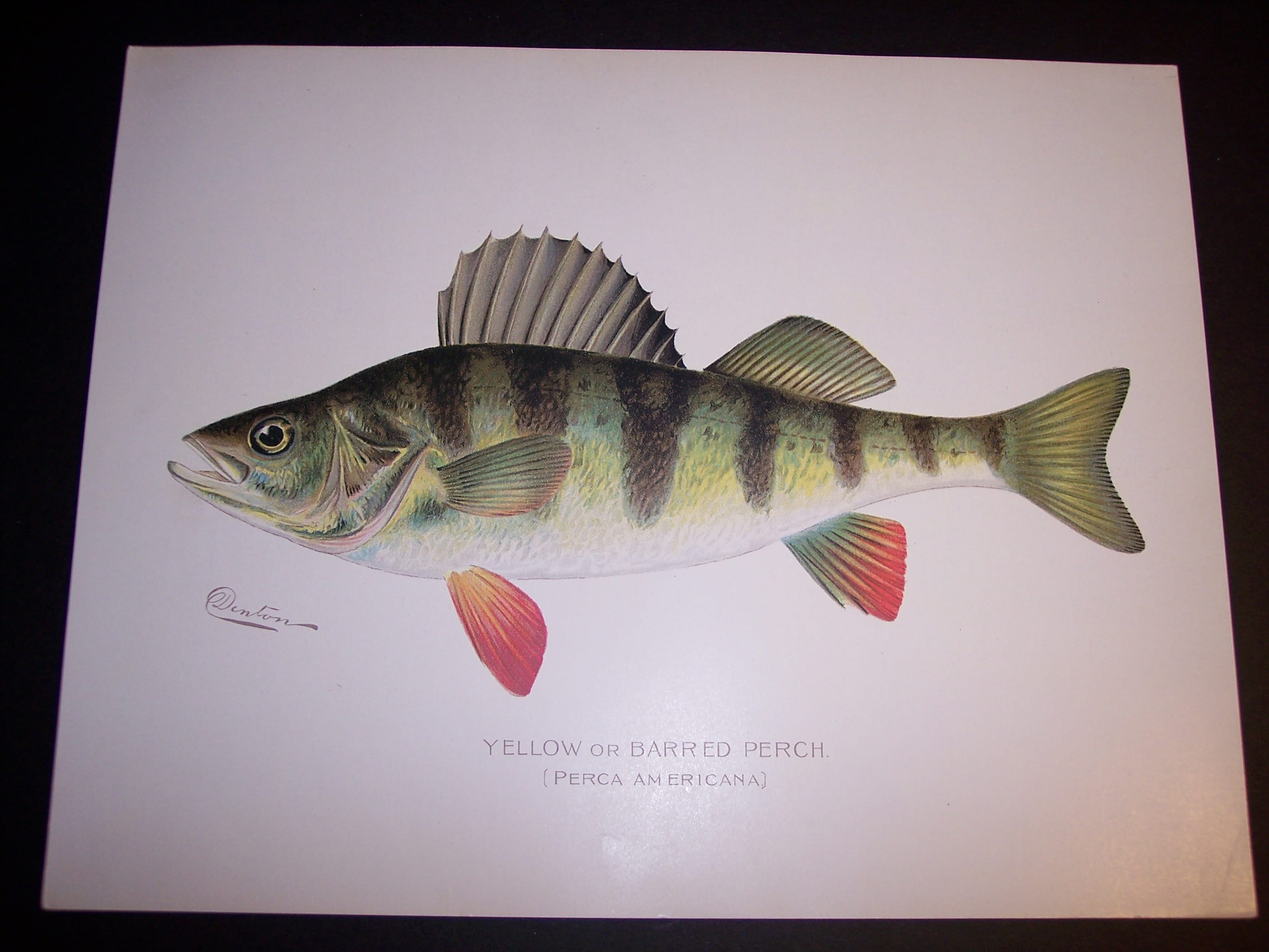 Denton Fish Print 7571 Perch | Anne Hall Antique Prints
