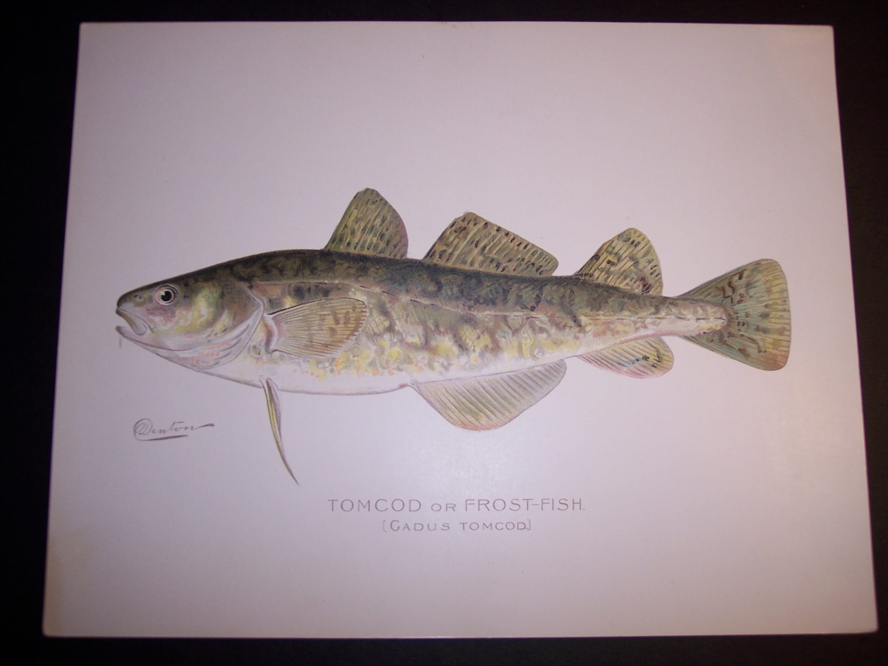 Denton Fish Print Cod 7575 | Anne Hall Antique Prints