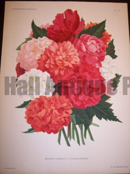Fancy Flowers: Basilius Besler, Tulips, Begonias. Framed antique prints.