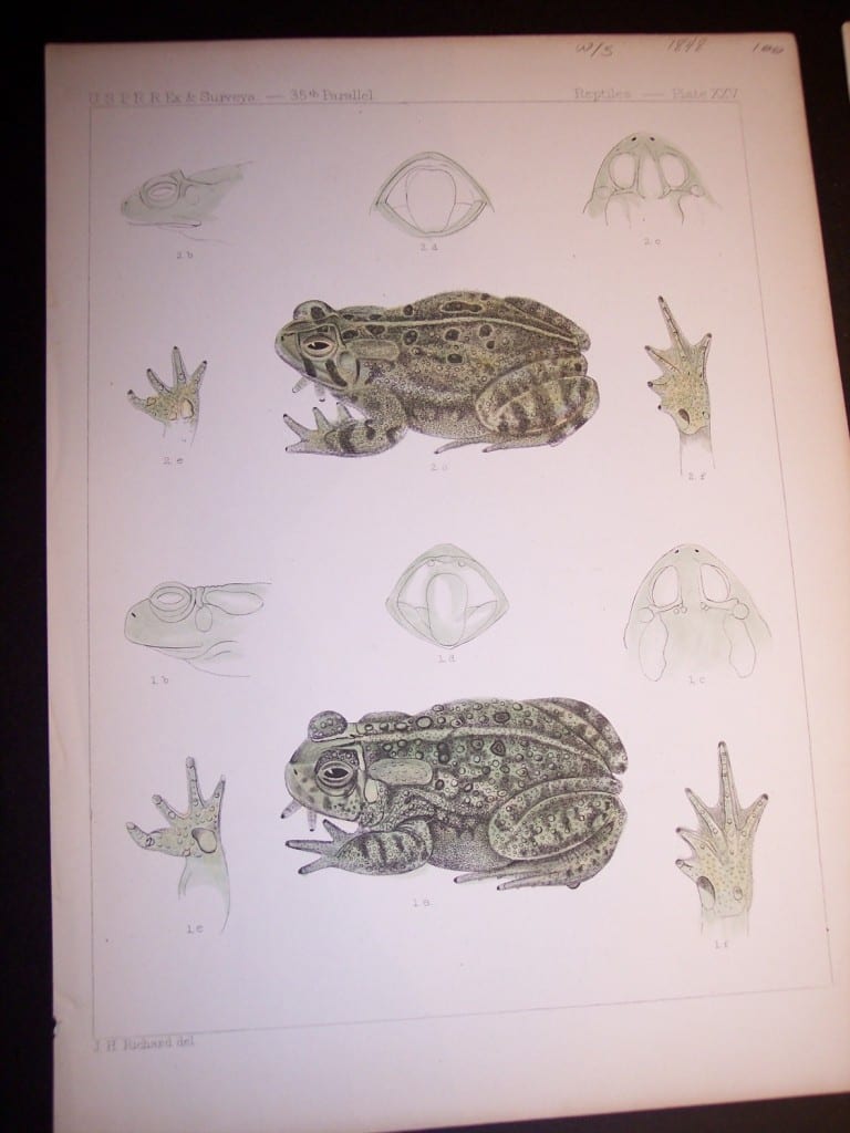 Turtles Frogs, Amphibians and Reptiles Vintage Engravings