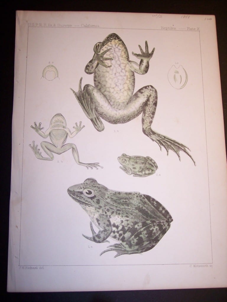 Turtles Frogs, Amphibians and Reptiles Vintage Engravings
