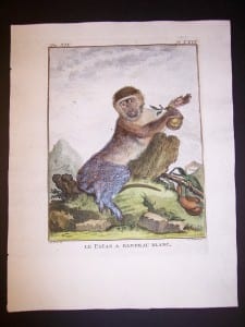 Monkeys by Buffon | 18th Century Engravings | Anne Hall Antique Prints