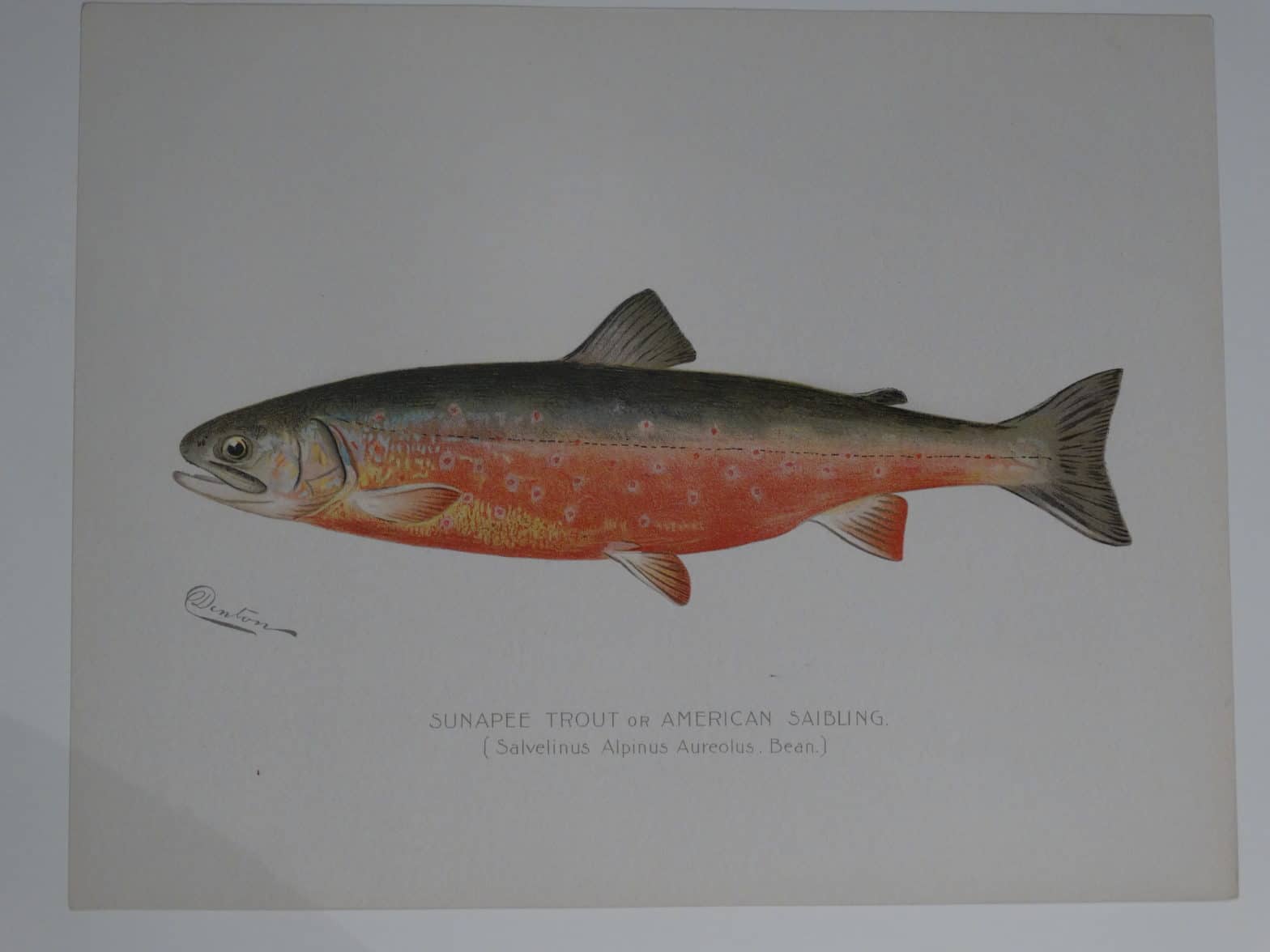 Trout Salmon Antique Lithographs & Engravings for a Sport Fisherman