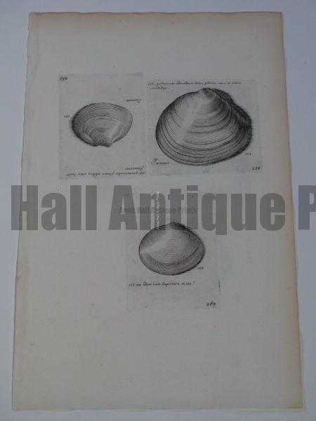 Sea Shells: hand colored engravings; antique conchology lithographs.
