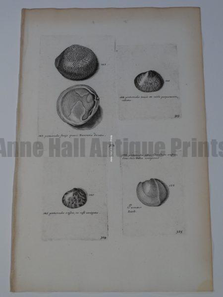 Sea Shells! Original antique hand colored shell engravings ...
