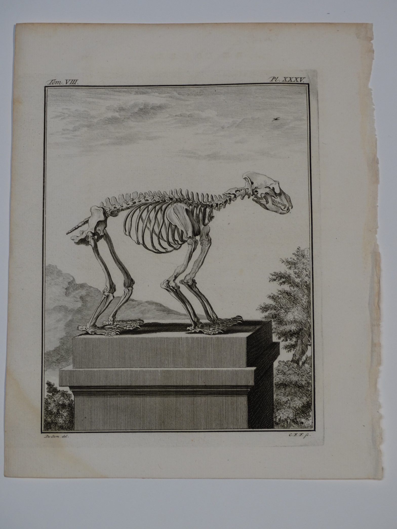 Strange Creatures, Unusual Extinct Species | Odd Mythical & Pot & Pot