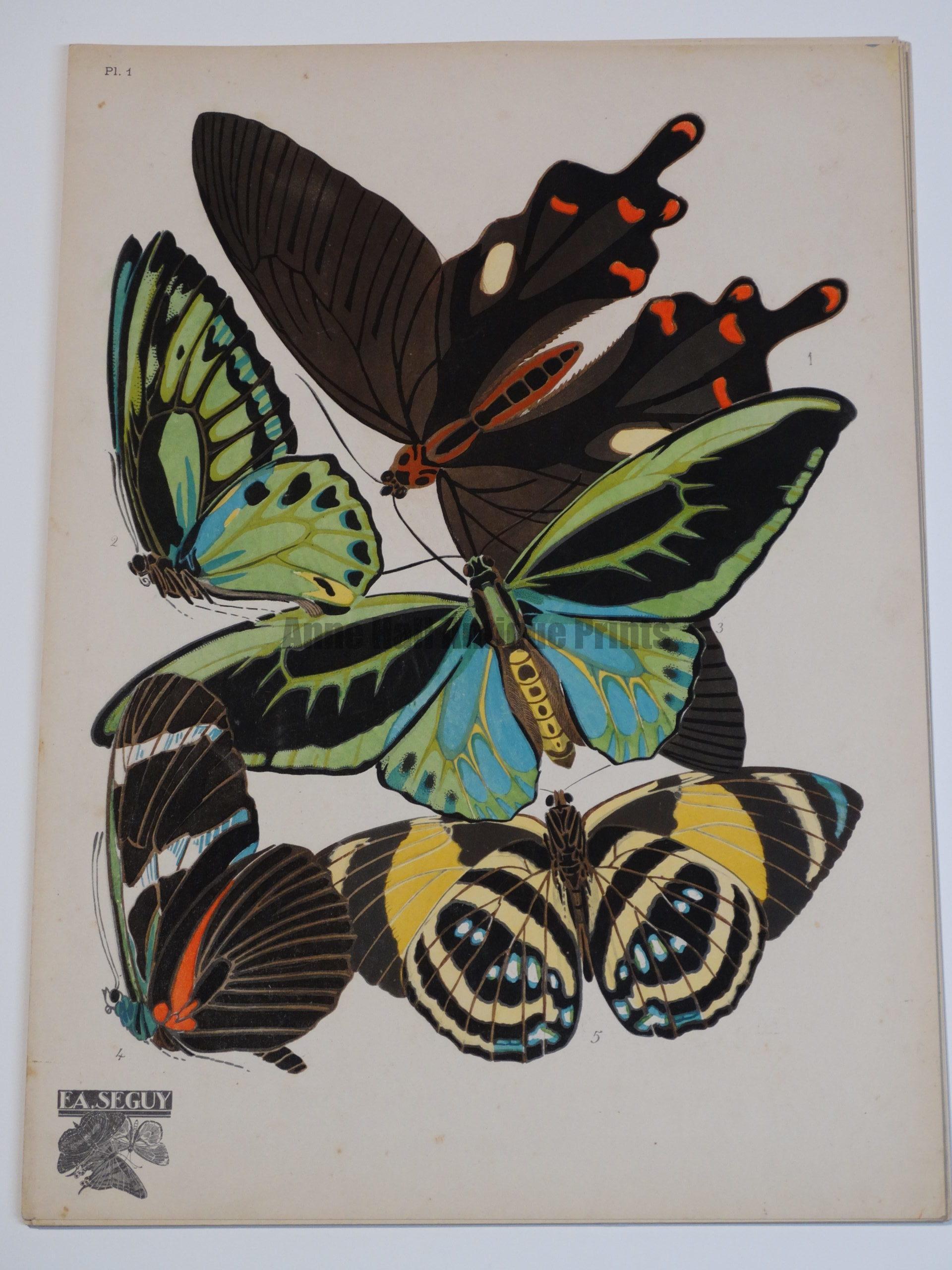 Seguy Insectes Papillons: Pochoir Butterflies, Bugs by E.A. Seguy, Paris.