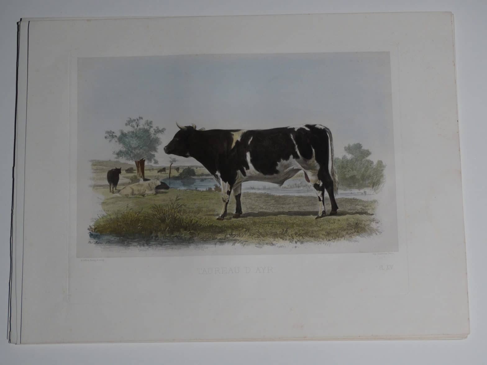 Cows Goats Sheep - rare antique bovine prints. Old breeds wild, domestic.