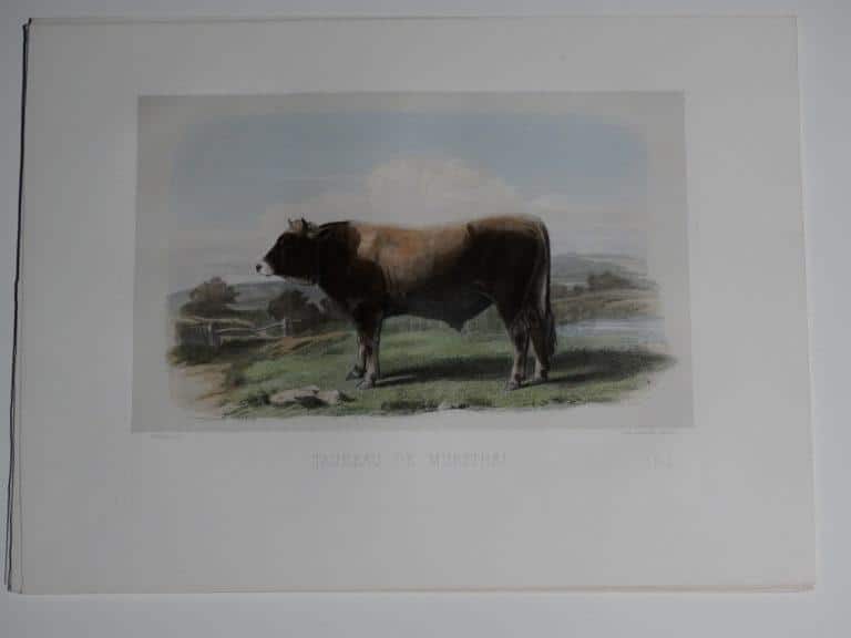 Cows Goats Sheep - rare antique bovine prints. Old breeds wild, domestic.