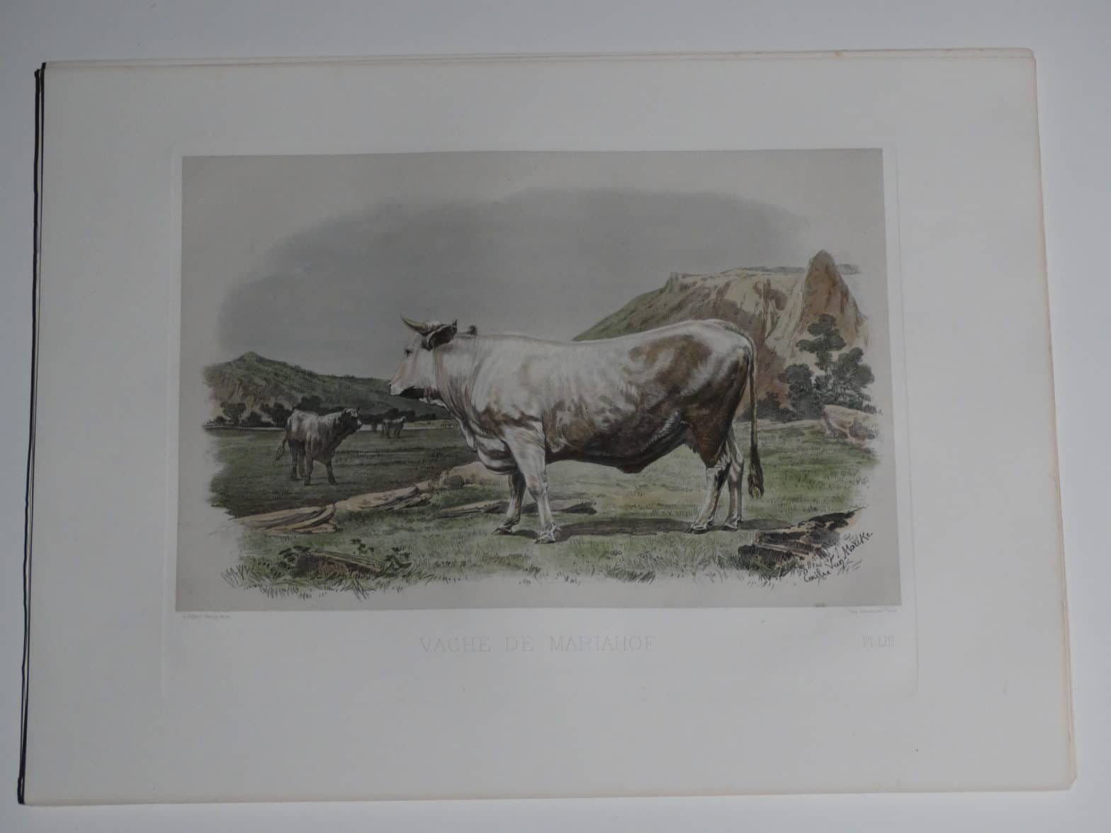 Cows Goats Sheep - rare antique bovine prints. Old breeds wild, domestic.