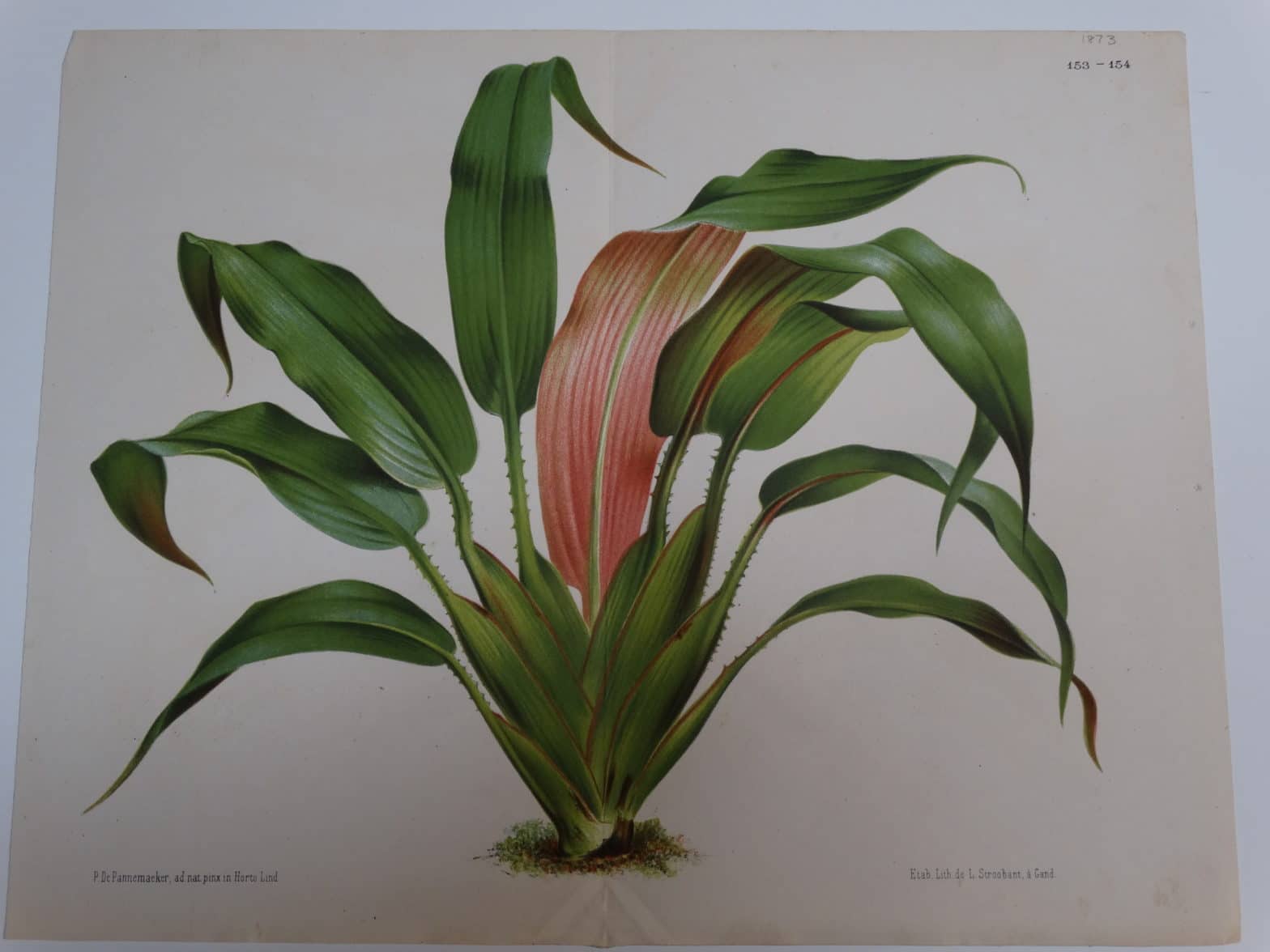 Plants | Striking decorative antique lithographs over 100 years old.
