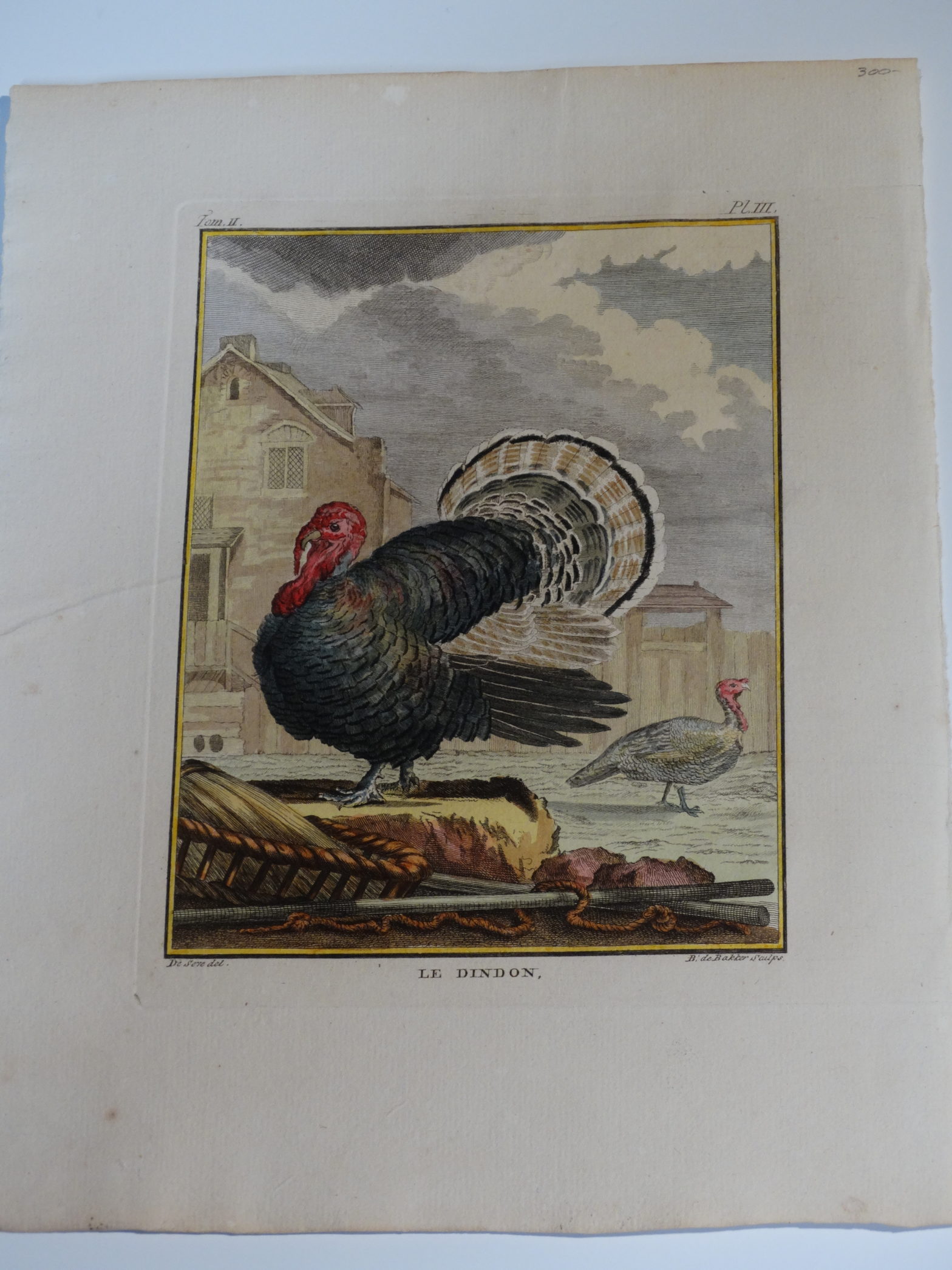Game Birds: Peacocks, Turkeys, Pheasants - Anne Hall Antique Prints