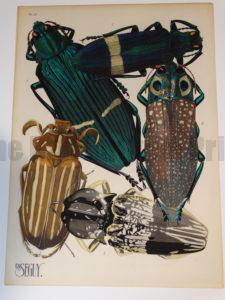 Seguy Insectes Papillons: Pochoir Butterflies, Bugs by E.A. Seguy, Paris.