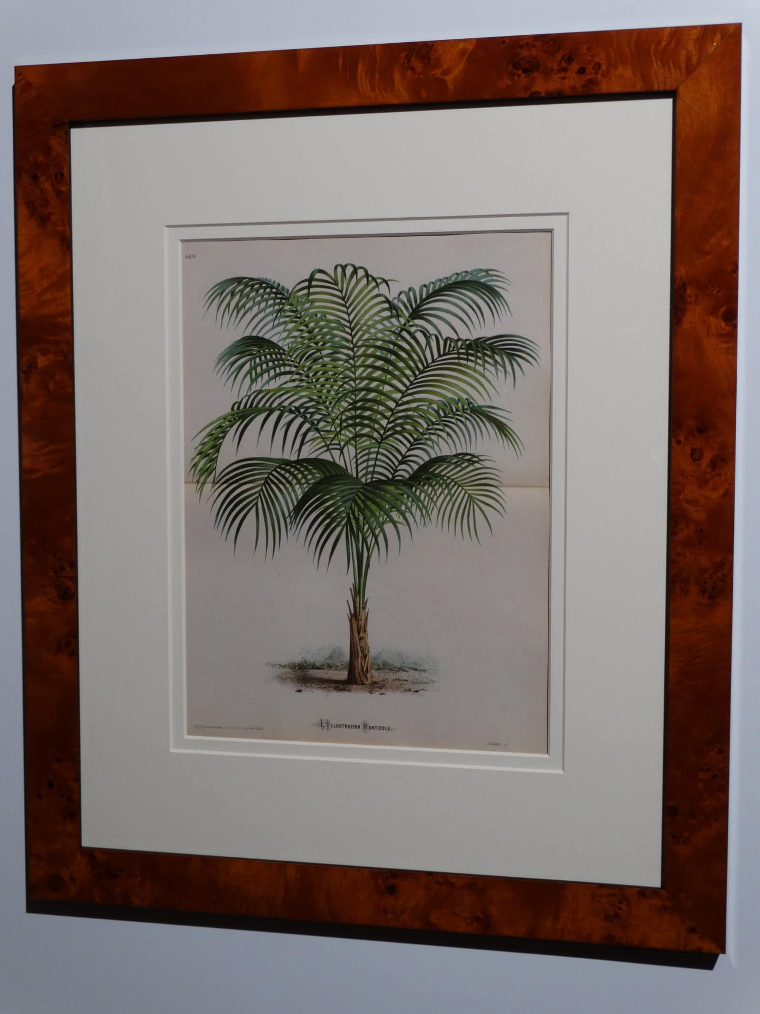 Palms: Antique Lithographs & Engravings of Palm Trees