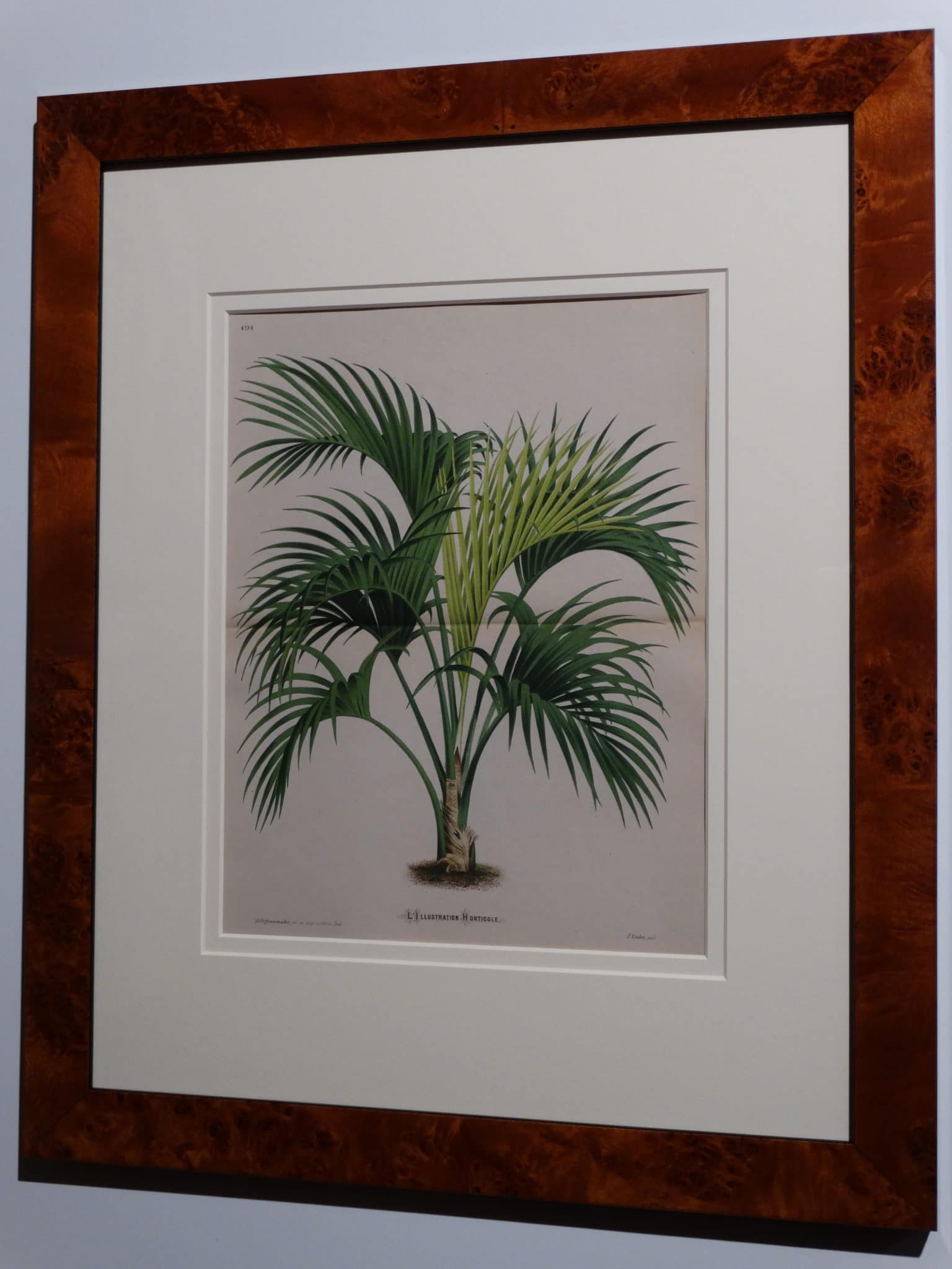 Palms: Antique Lithographs & Engravings of Palm Trees