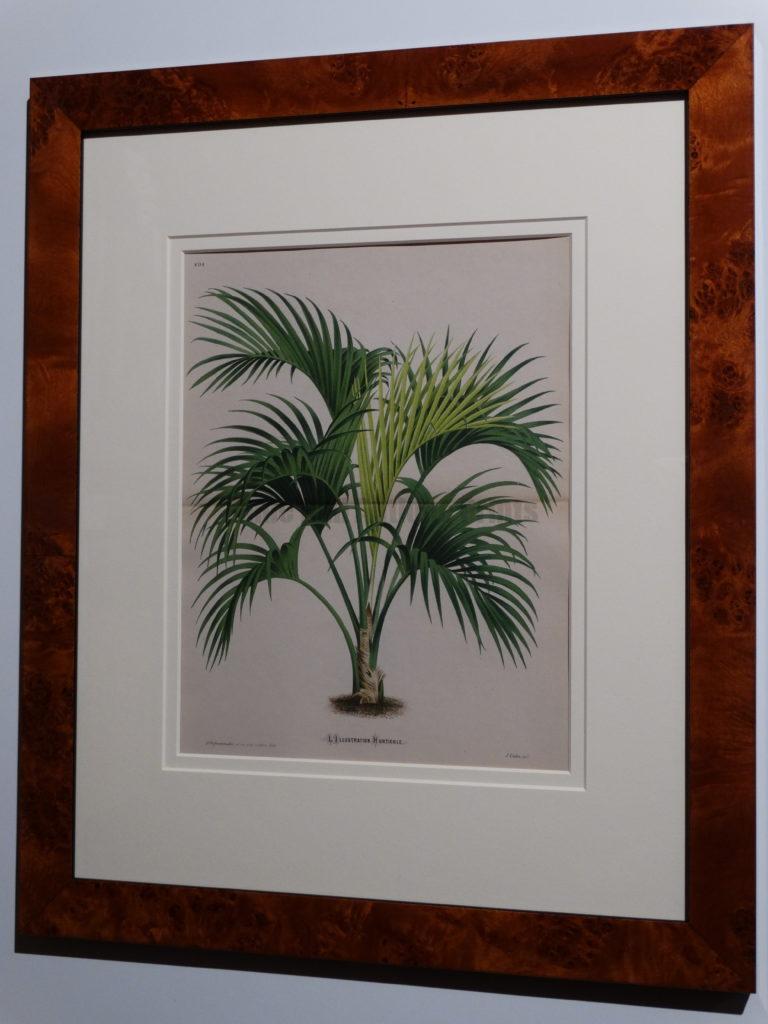 Palms: Antique Lithographs & Engravings of Palm Trees