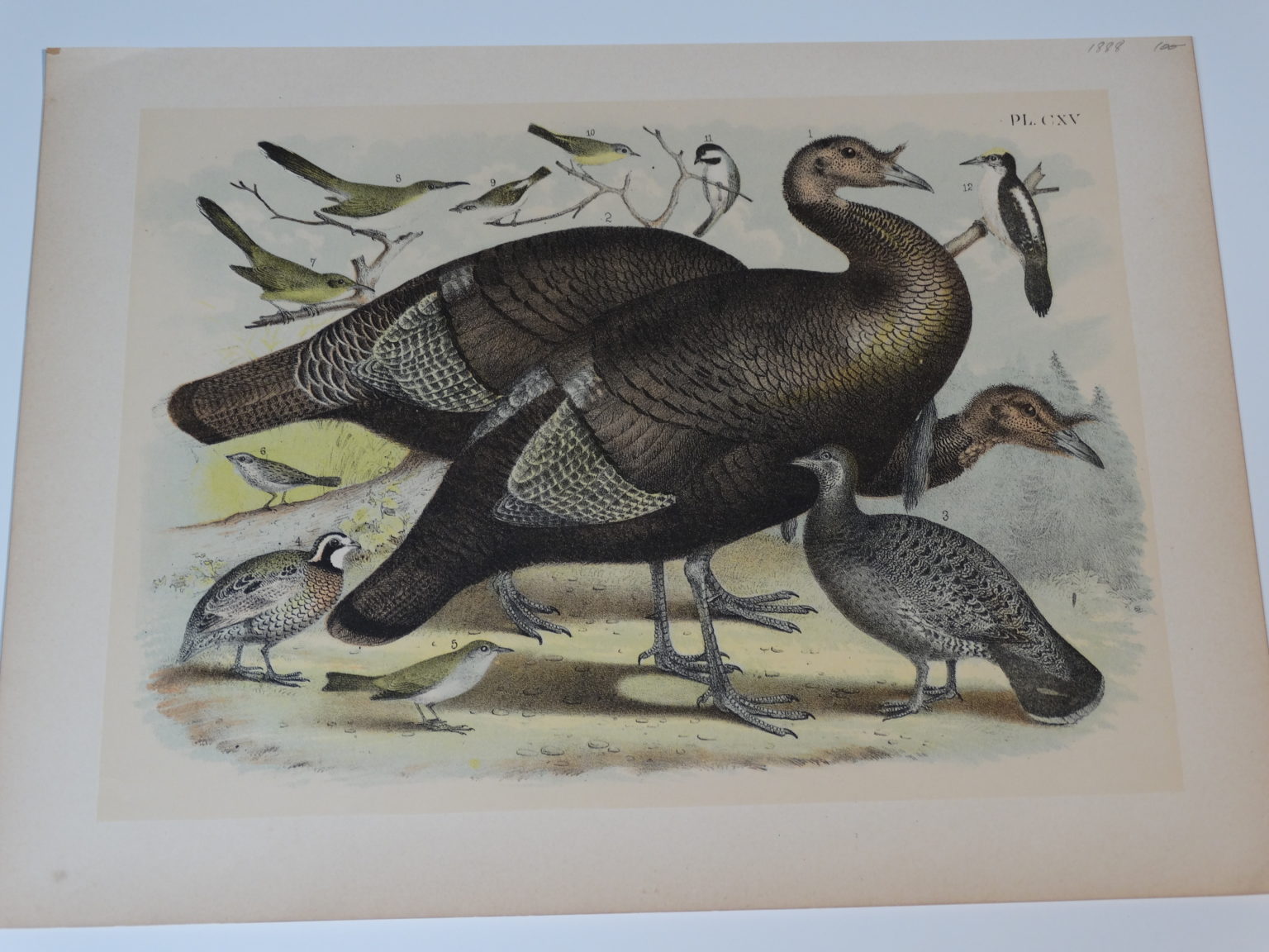 Game Birds: Peacocks, Turkeys, Pheasants - Anne Hall Antique Prints