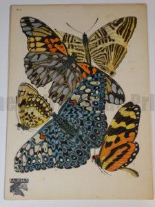 Seguy Insectes Papillons – Rare Pochoir Art by Emile Allain Séguy ...