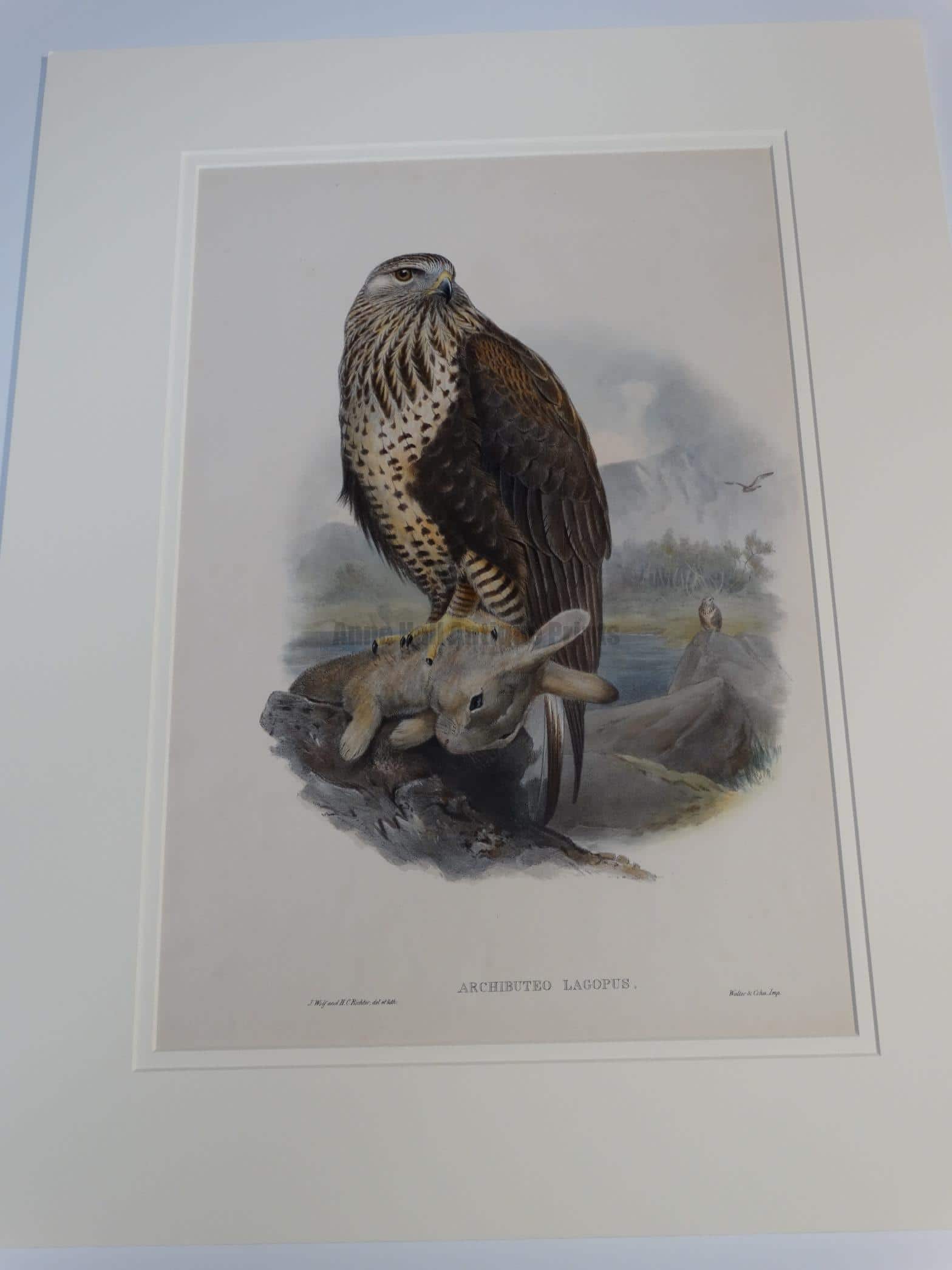 Raptors Birds of Prey - Eagles, Falcons & Hawks - Anne Hall Antique Prints