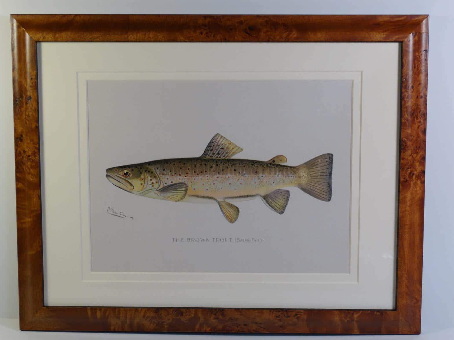 Trout Salmon Antique Lithographs & Engravings for Fisherman