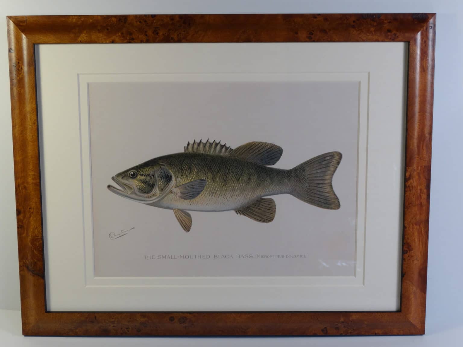 Trout Salmon Antique Lithographs & Engravings for Fisherman