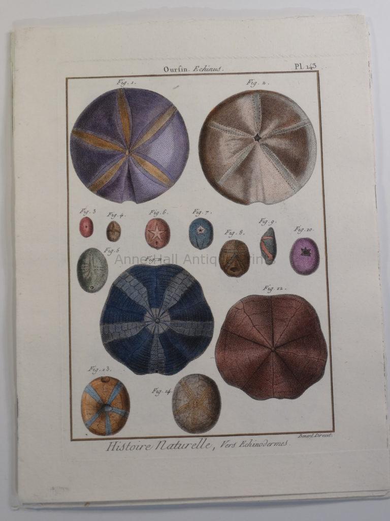Sea Shells: hand-colored engravings; antique conchology lithographs.