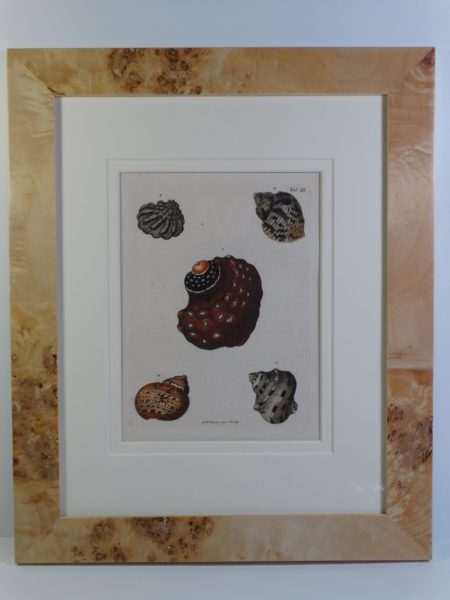 Sea Shells: hand colored engravings; antique conchology lithographs.