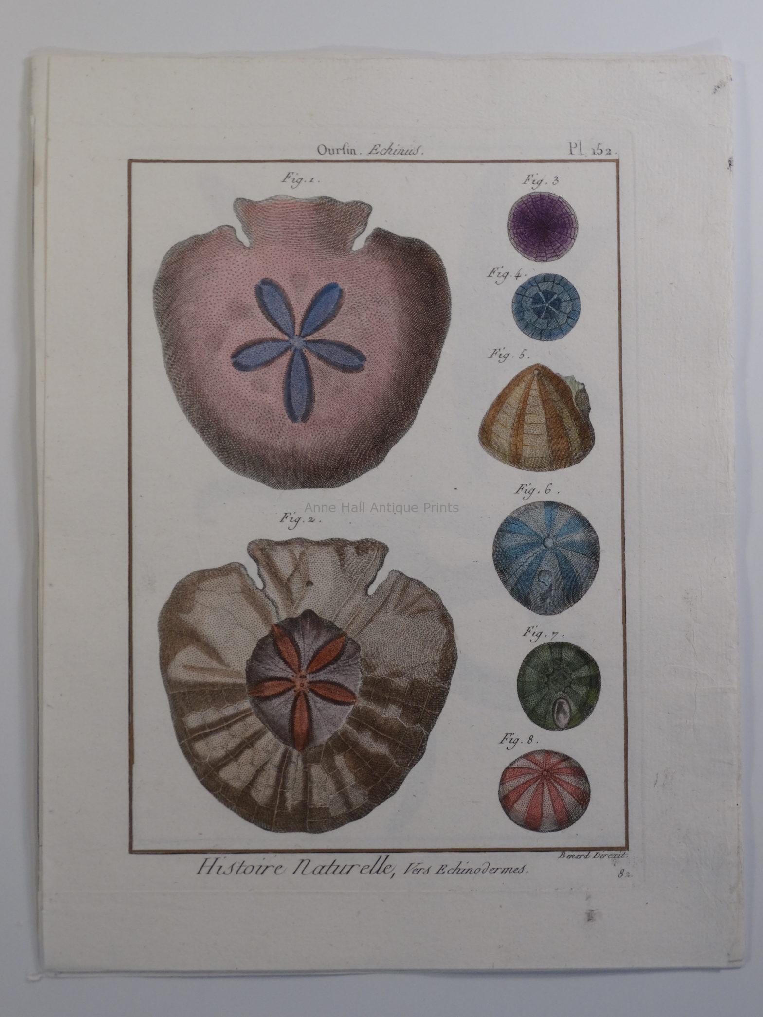 Sea Shells: hand-colored engravings; antique conchology lithographs.