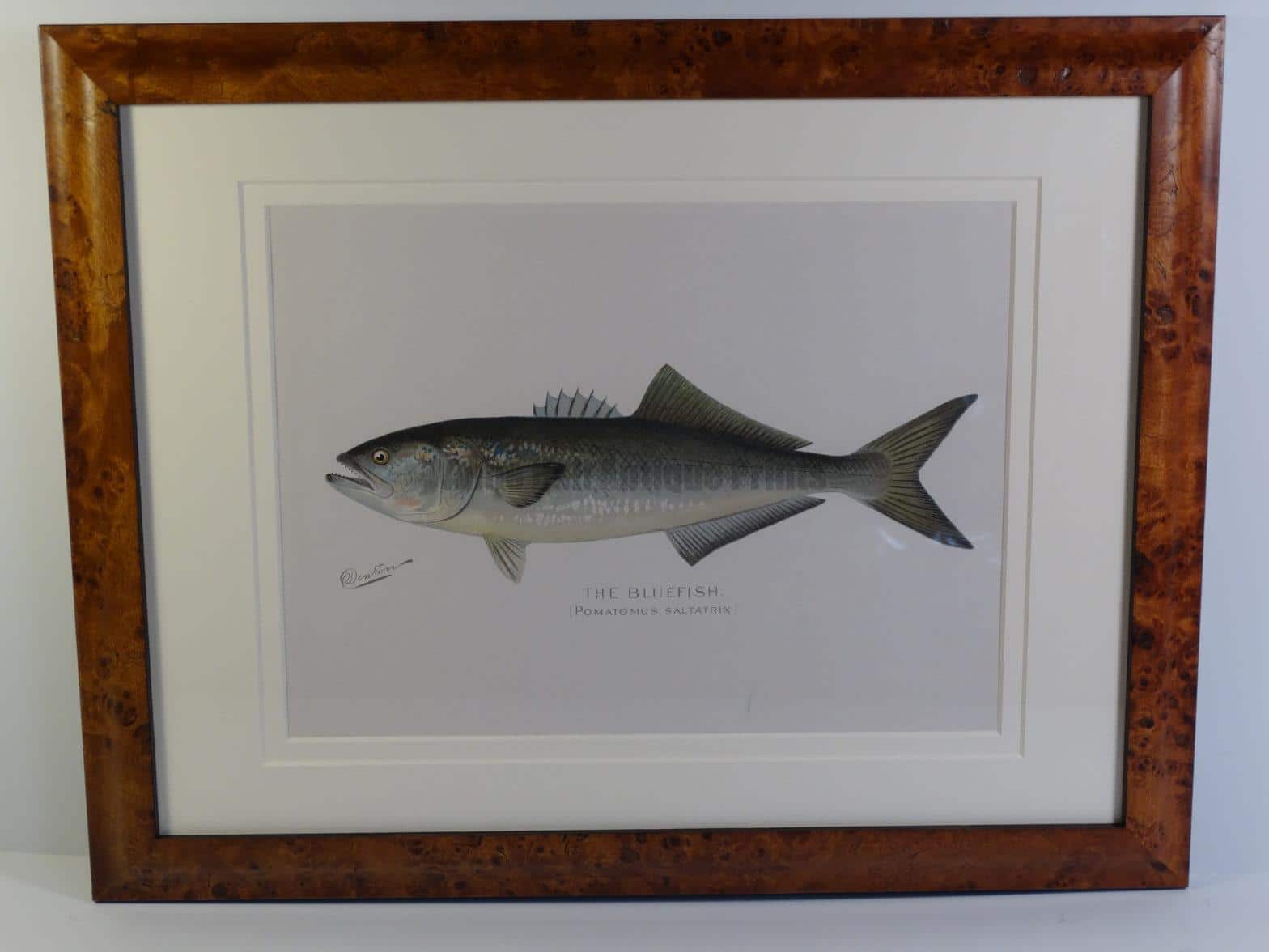 Trout Salmon Antique Lithographs & Engravings for Fisherman