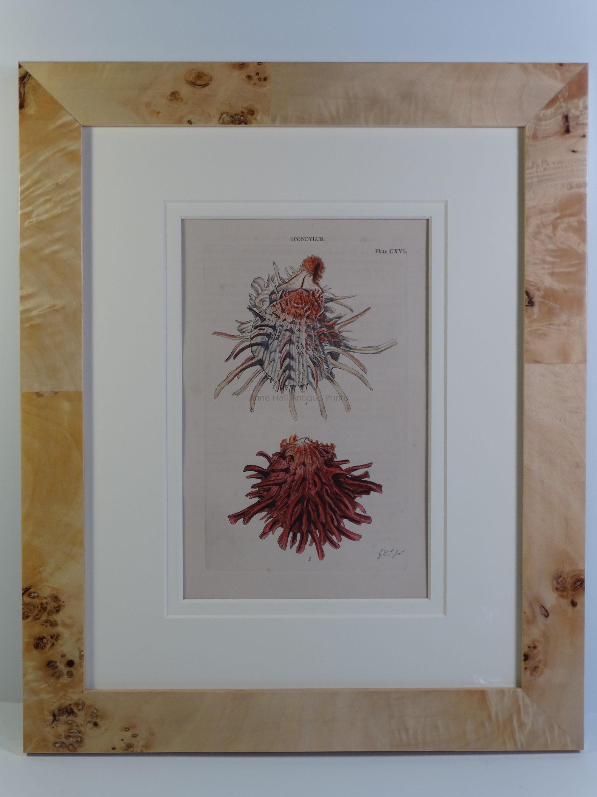 Sea Shells: hand colored engravings; antique conchology lithographs.