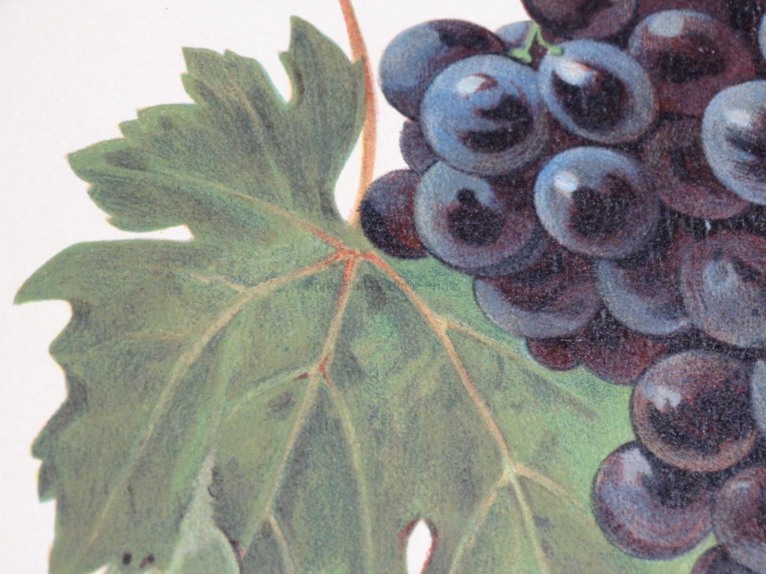 Wine Prints - Viticulture Engravings and Antique Lithographs