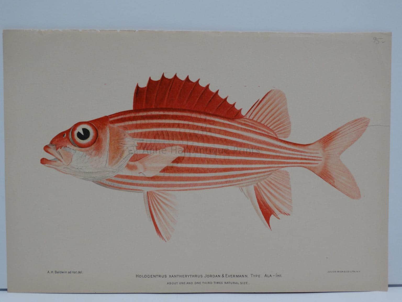 Ocean Lake Fish-American Antique Lithographs- Over 100 Years Old