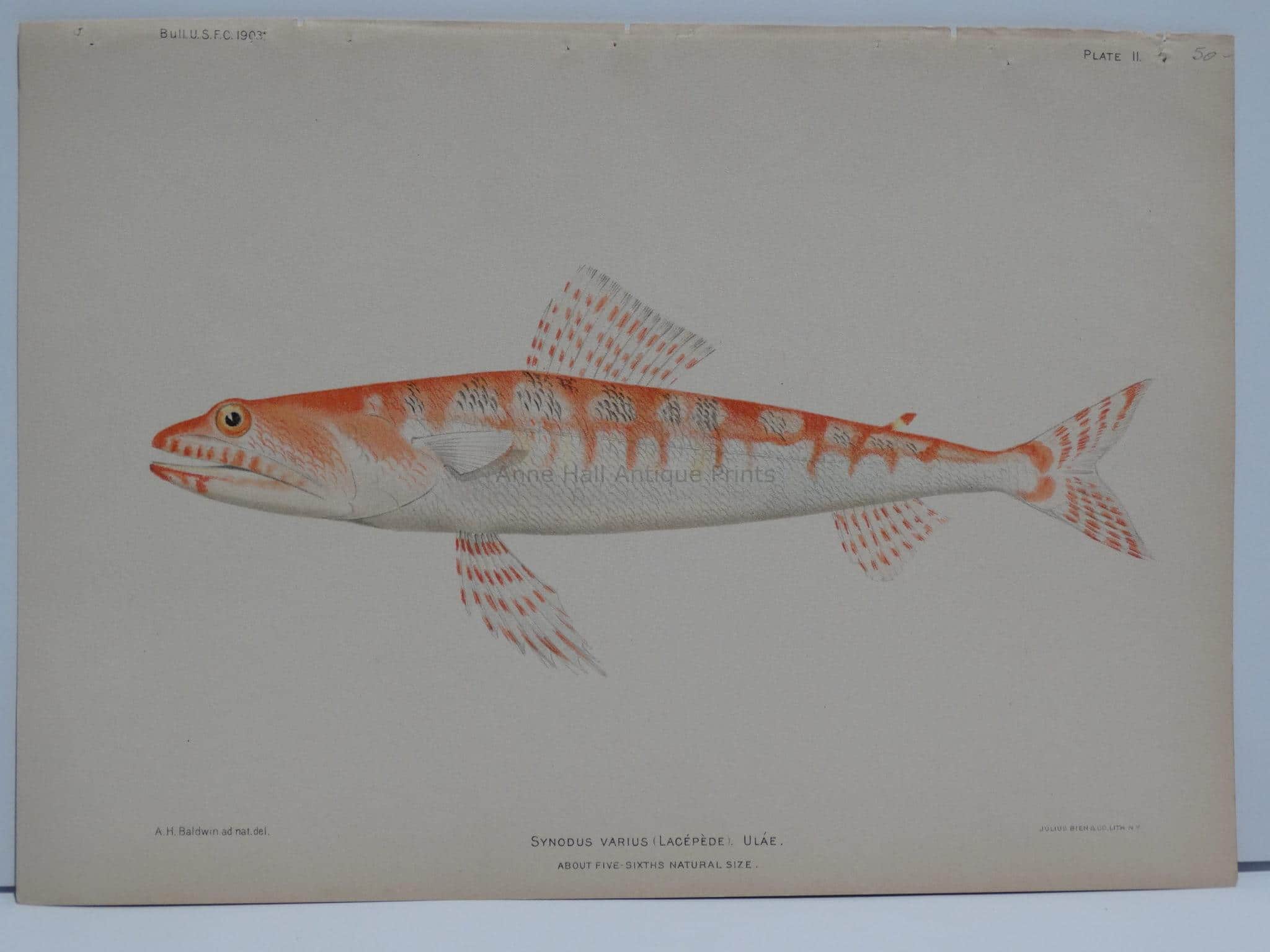 Ocean Lake Fish-American Antique Lithographs- Over 100 Years Old