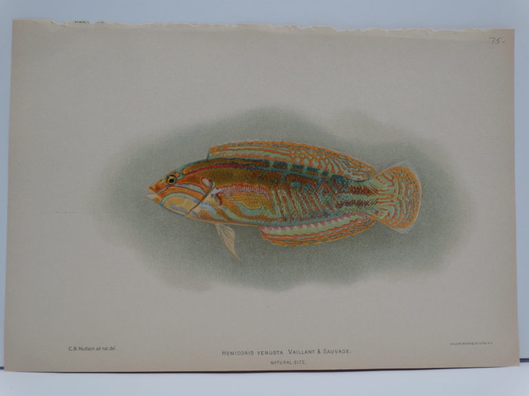 Ocean Lake Fish-American Antique Lithographs- Over 100 Years Old