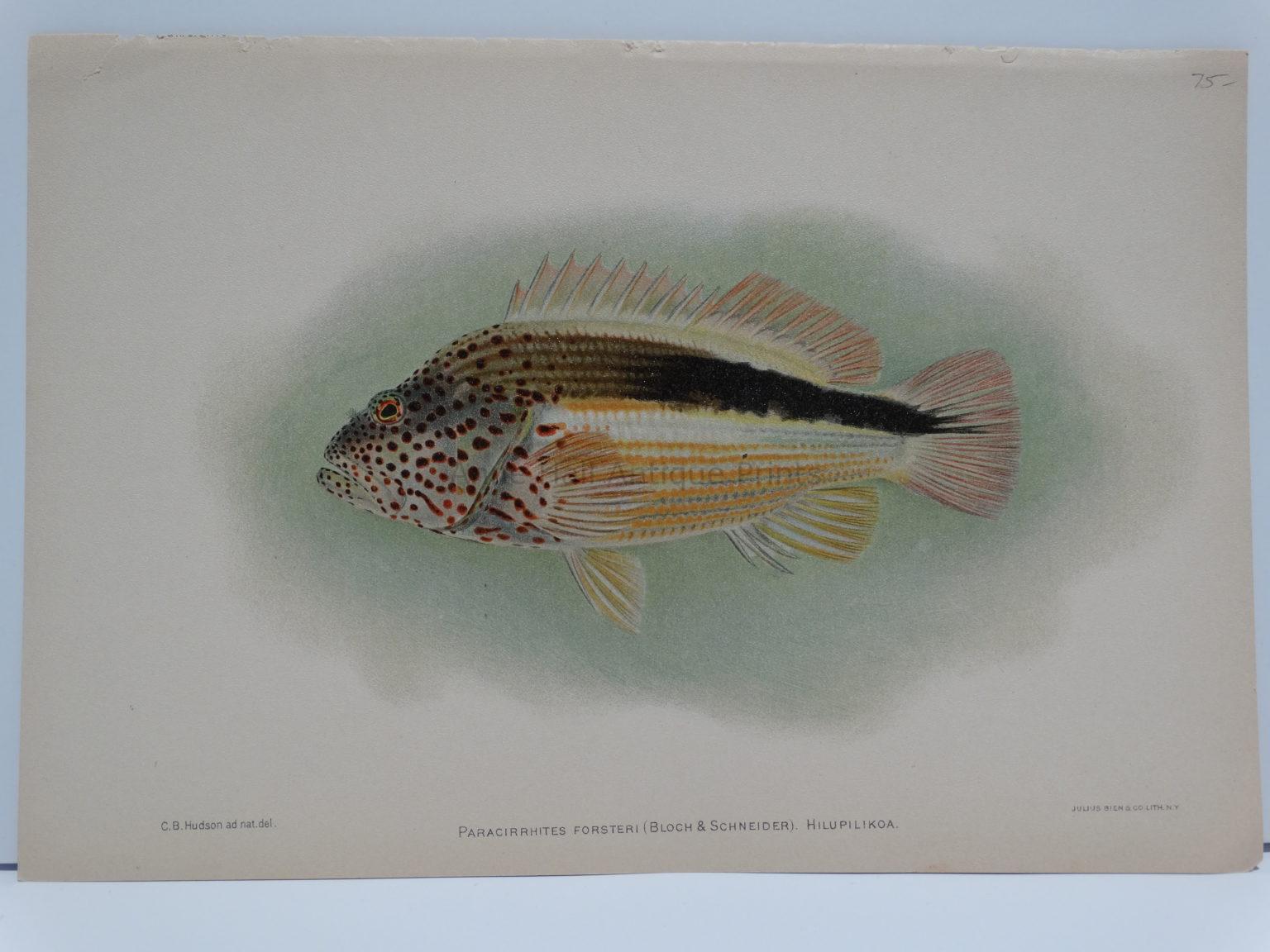Ocean Lake Fish-American Antique Lithographs- Over 100 Years Old