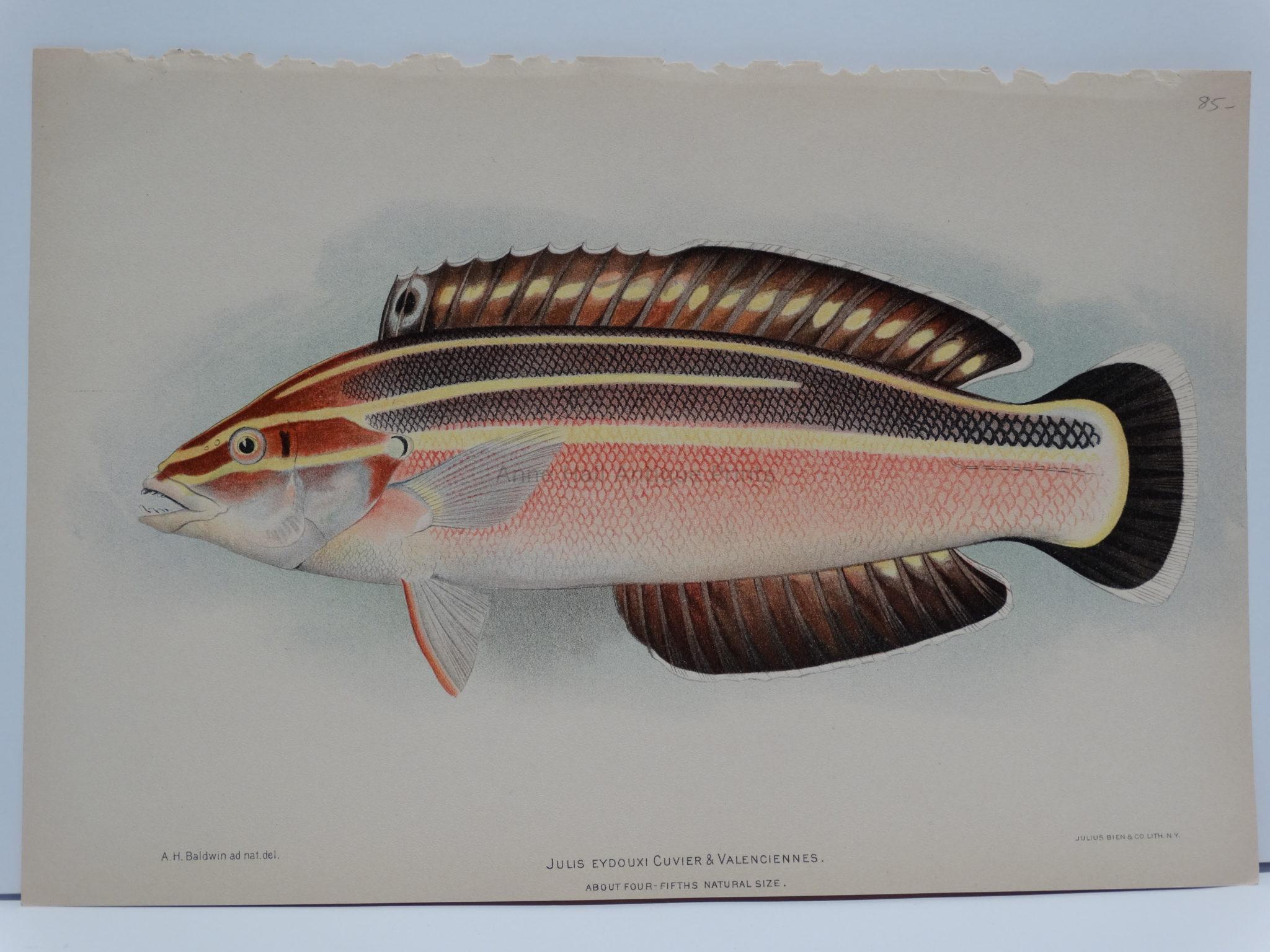 Ocean Lake Fish-American Antique Lithographs- Over 100 Years Old