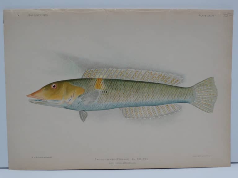 Ocean Lake Fish-American Antique Lithographs- Over 100 Years Old