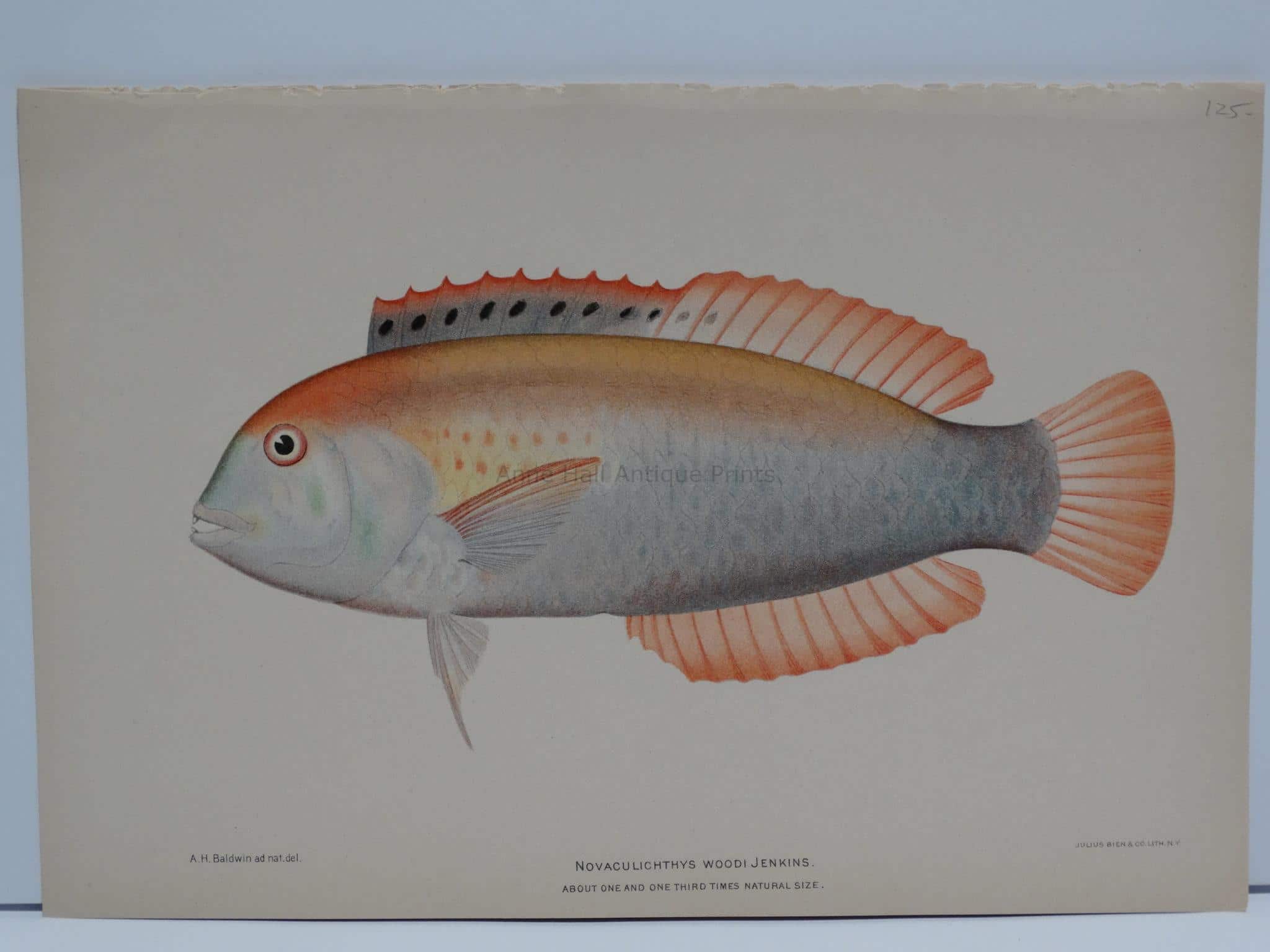Ocean Lake Fish-American Antique Lithographs- Over 100 Years Old