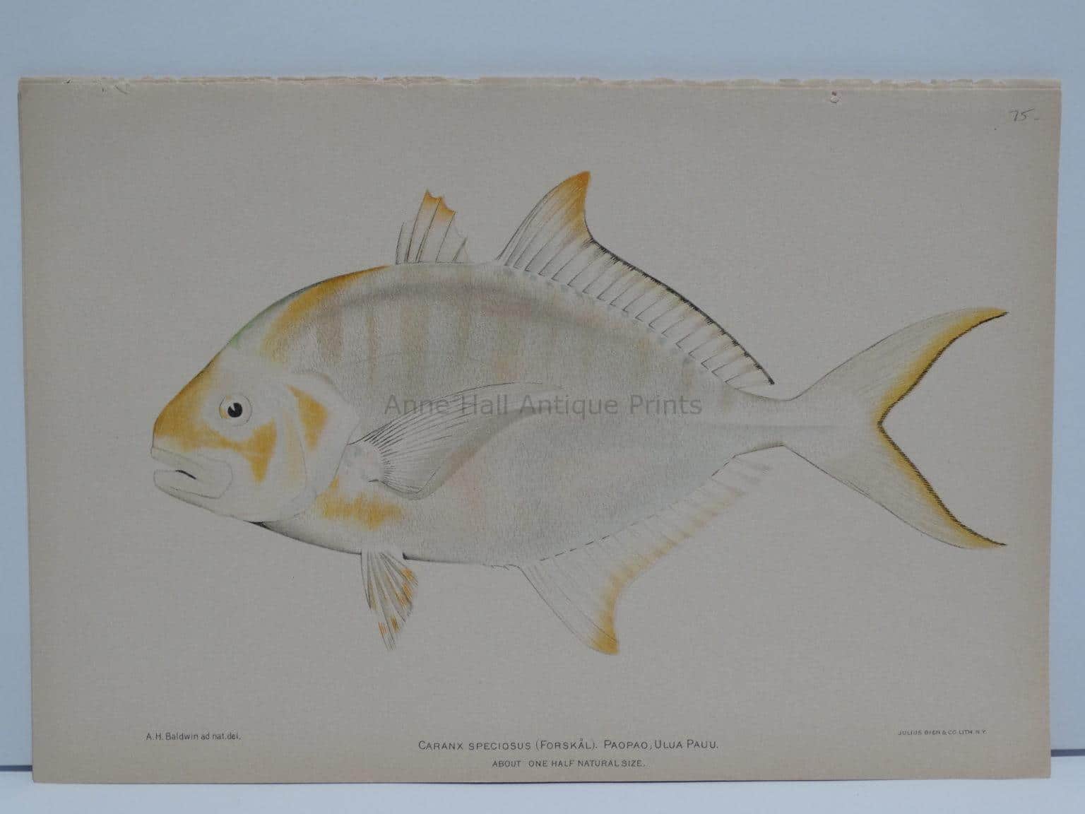 Ocean Lake Fish-American Antique Lithographs- Over 100 Years Old