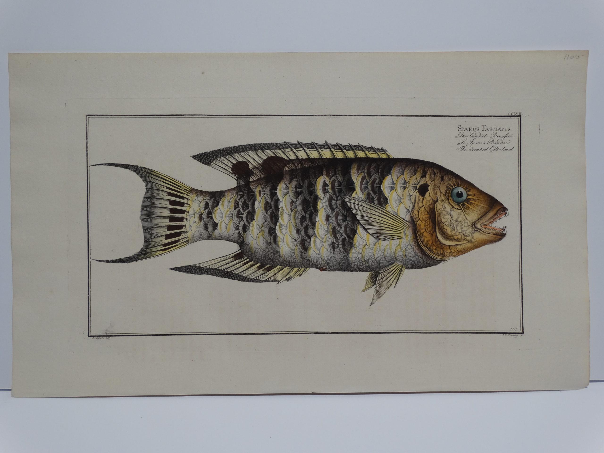 Elieser Bloch Fish Engravings 18th Century. | Anne Hall Antique Prints
