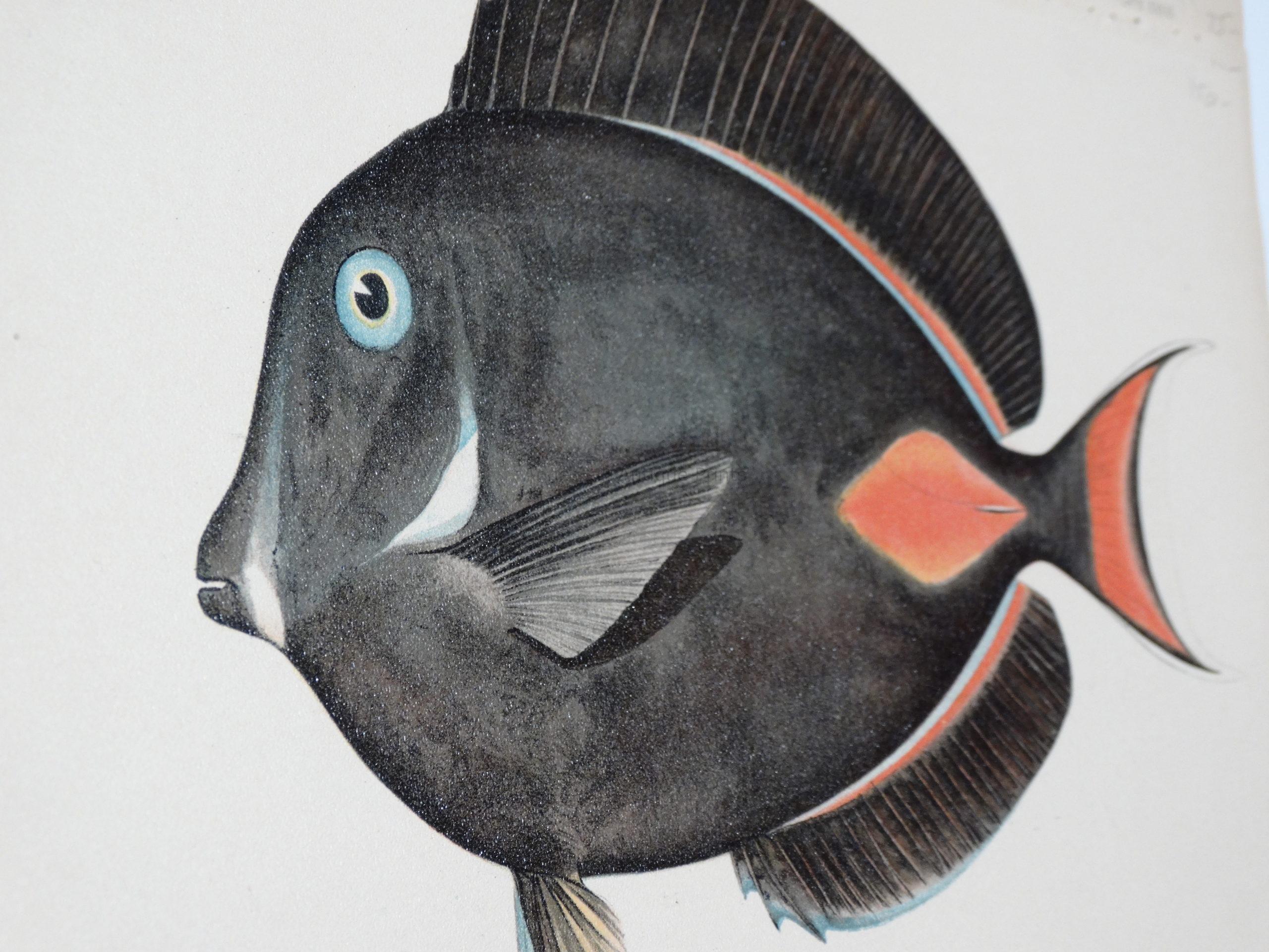Ocean Lake Fish-American Antique Lithographs- Anne Hall Antique Prints