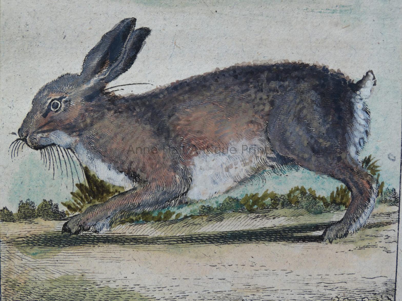 Rabbits Bunnies Hares-Audubon Lithographs- Anne Hall Antique Prints