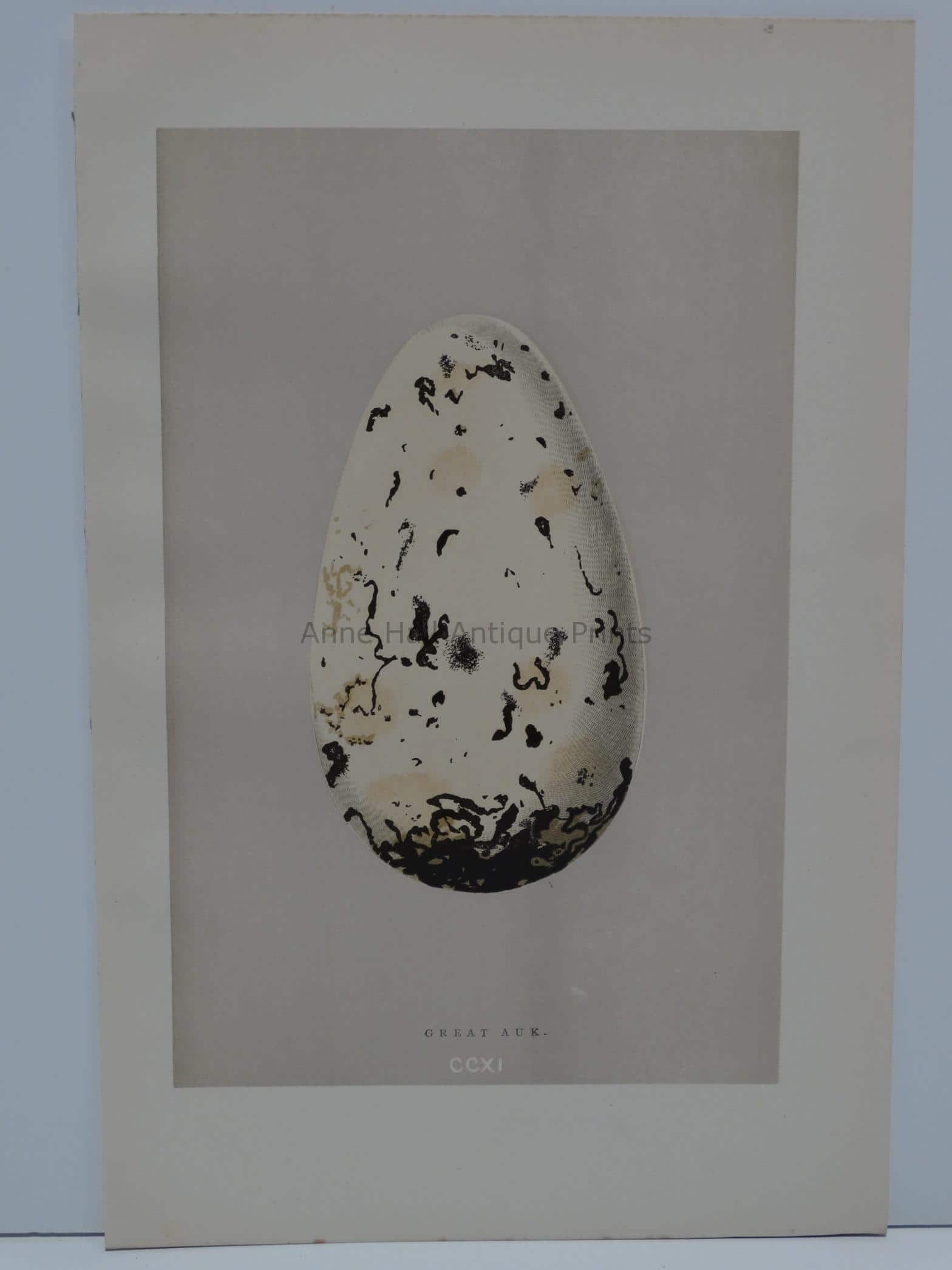 Strange Creatures, Unusual Extinct Species | Odd Mythical & Pot & Pot