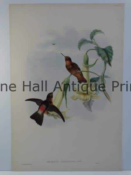 John Gould Hummingbirds Original Antique Lithographs & More