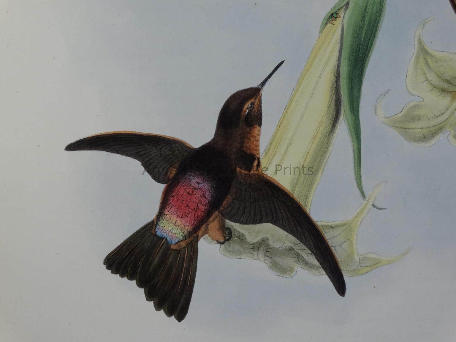 John Gould Hummingbirds Original Antique Lithographs & More
