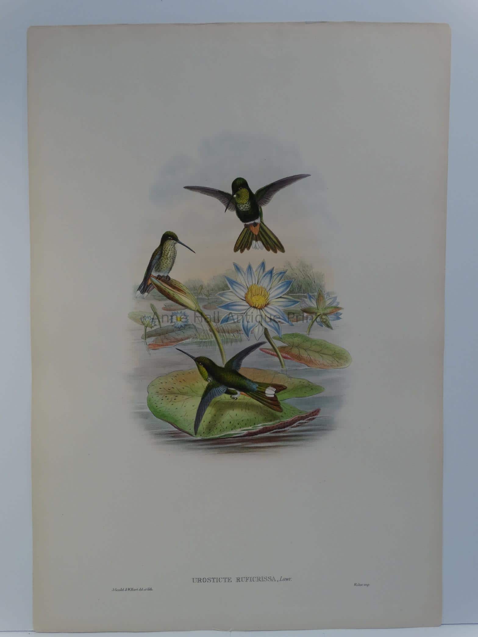 John Gould Hummingbirds Original Antique Lithographs & More
