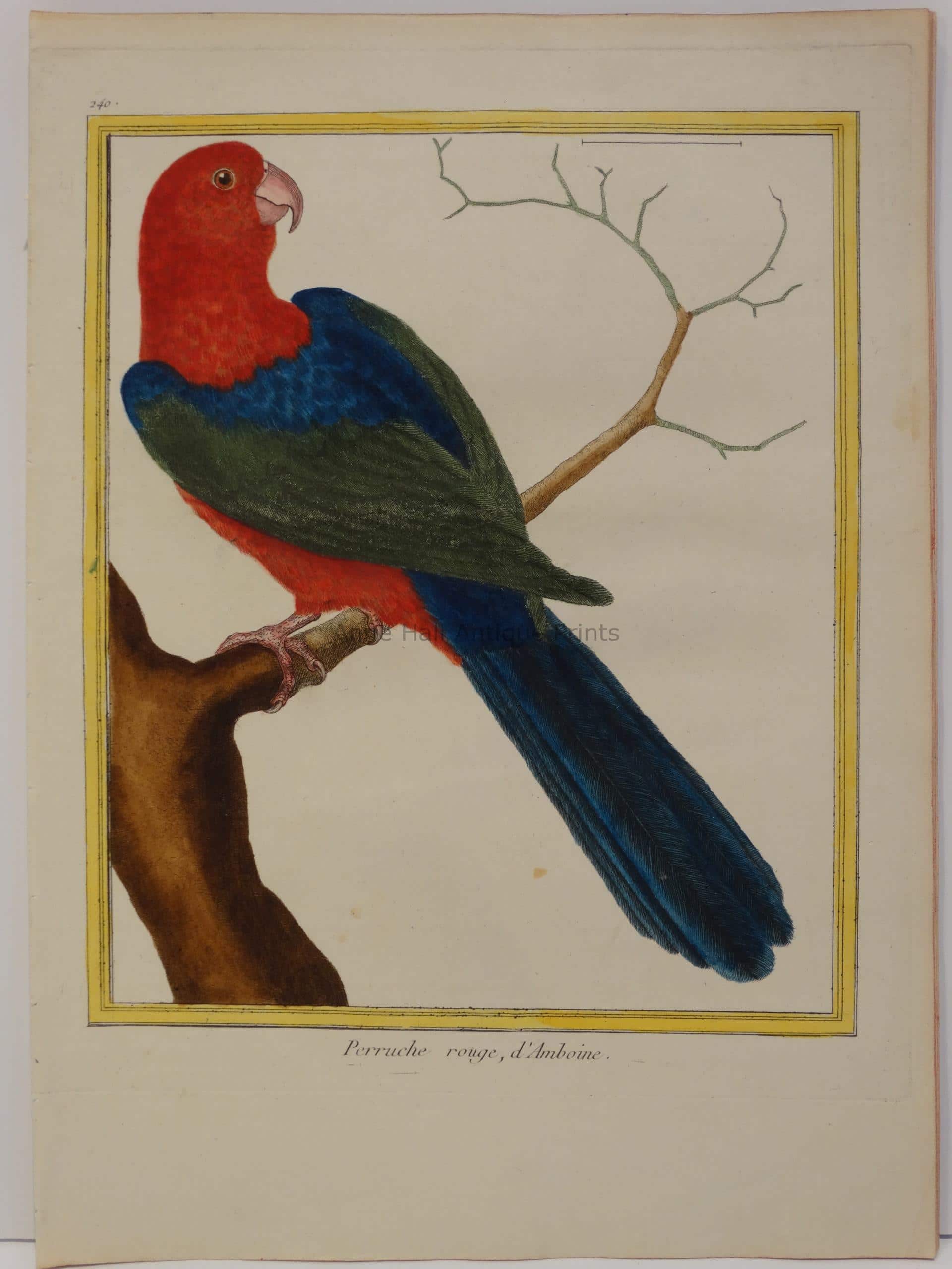 Parrots and Toucans by Buffon and Martinet - Anne Hall Antique Prints